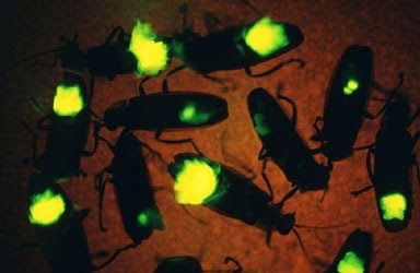 Patrimonio Cultural, Histórico y Natural en Falcón: Los Cucuyos en La ...