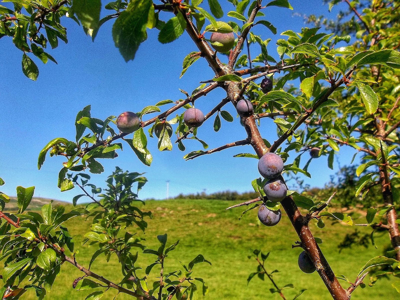 The Flee, Float & Foto: The Sloe Process