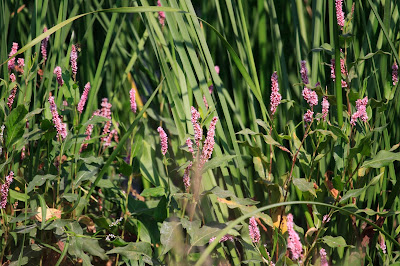 Friends of Hagerman National Wildlife Refuge: Smartweed - Dining for Ducks