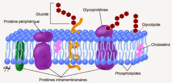 Les membranes cellulaires | Bio Tech Lib