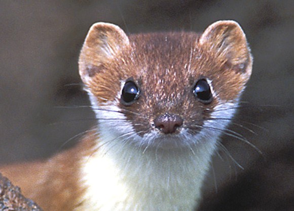 Ultima Thule: The arctic ermine - the dearest arctic creature!