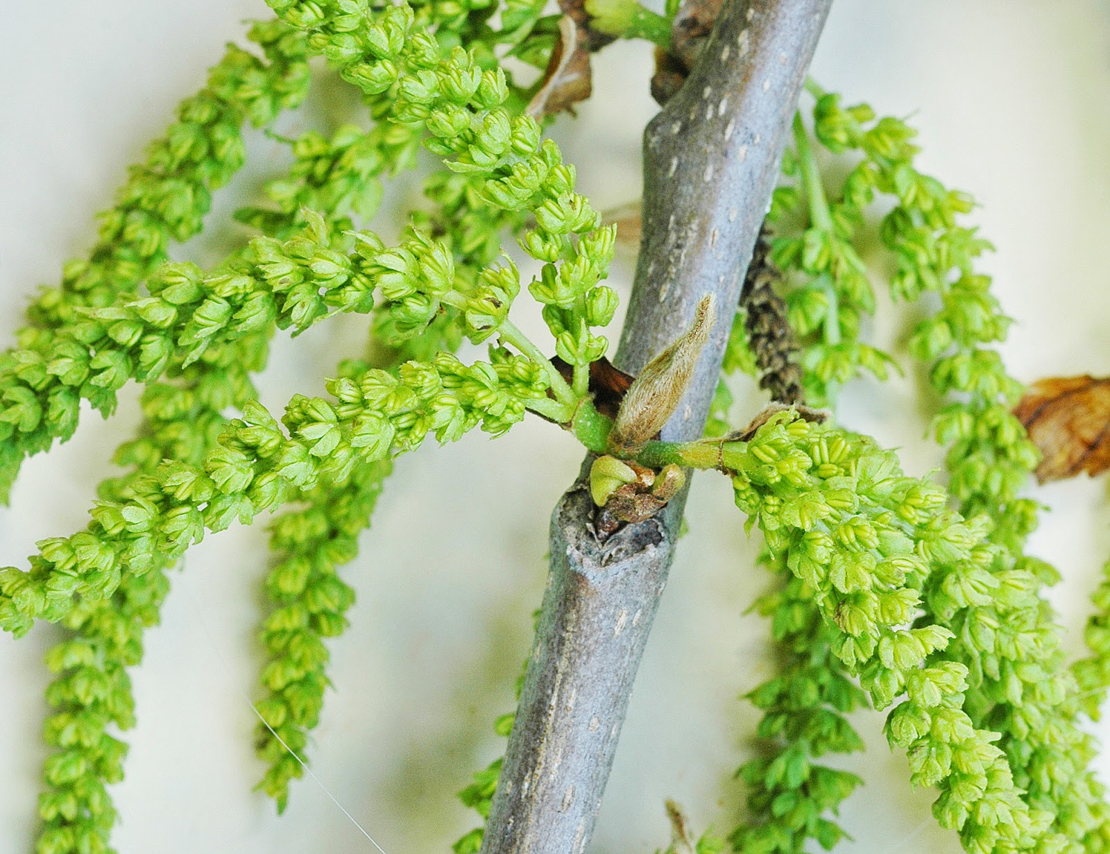 Northern Pecans: Pecan pollination season has started