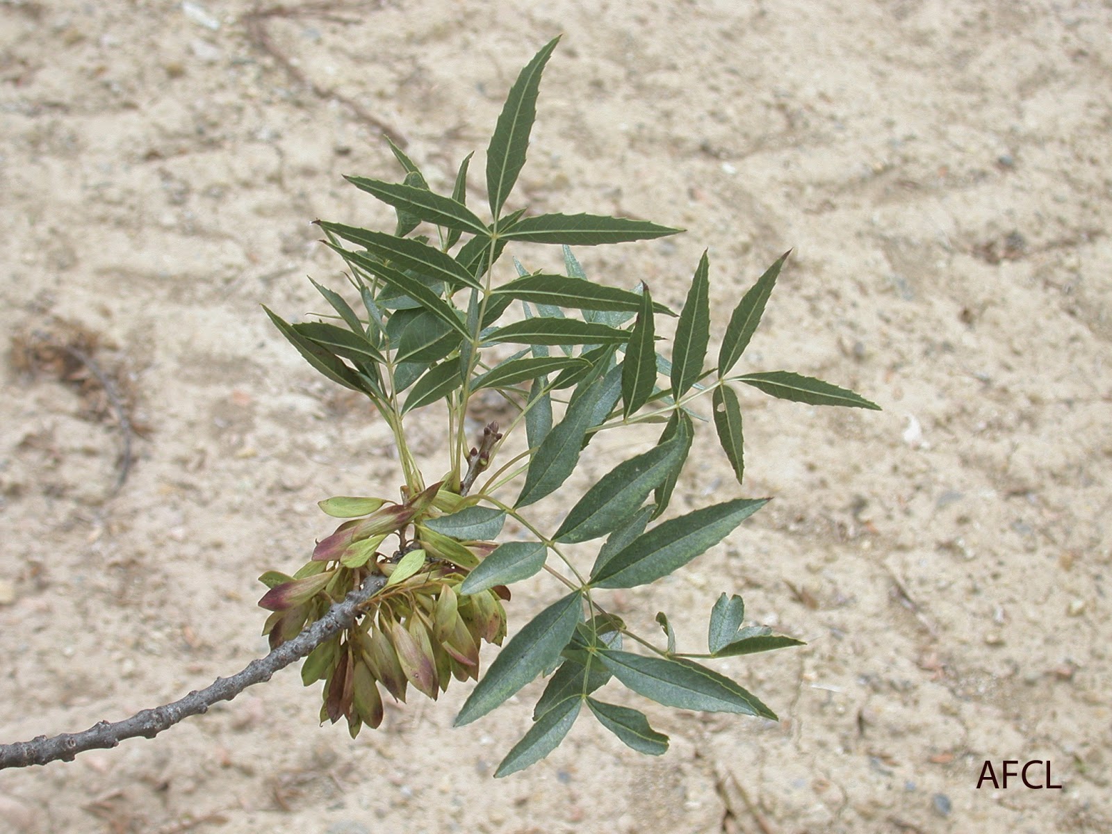 Árboles Monumentales de Murcia y Cuenca del Segura: Tudmiria: Fresno ...