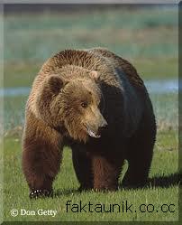 THE ANIMAL WILDLIFE: BERUANG COKELAT (brown bear )