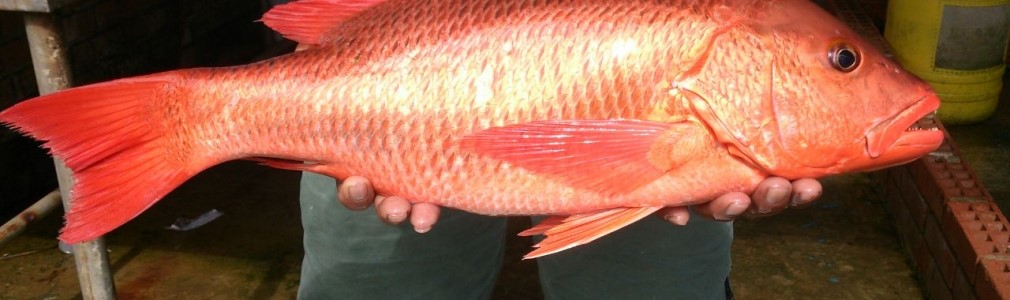 RED ACUÍCOLA Y DE PESCA SENA COLOMBIA: PARGO COLORADO CON POTENCIAL ...