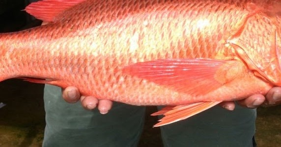 RED ACUÍCOLA Y DE PESCA SENA COLOMBIA: PARGO COLORADO CON POTENCIAL ...