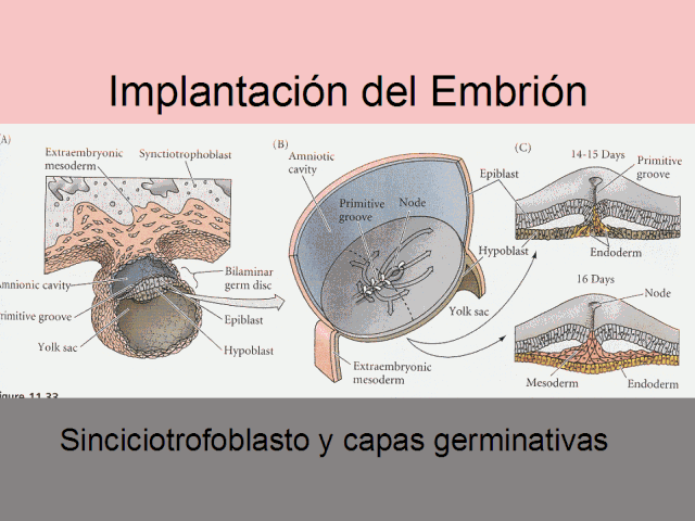 Implantación Tardía Del Embrión; Implantación Tardía del Blastocisto ...