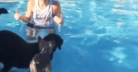 Funny animal gifs - part 262 (10 gifs) | Amazing Creatures