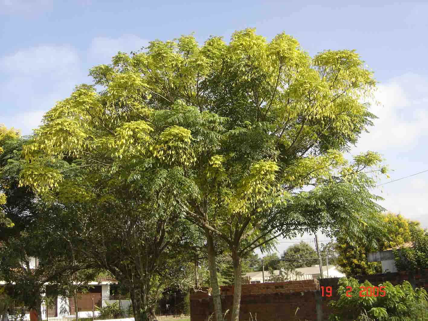 Além da sala de aula - Ensino Fundamental - CMRJ: Conhecendo o Cinamomo