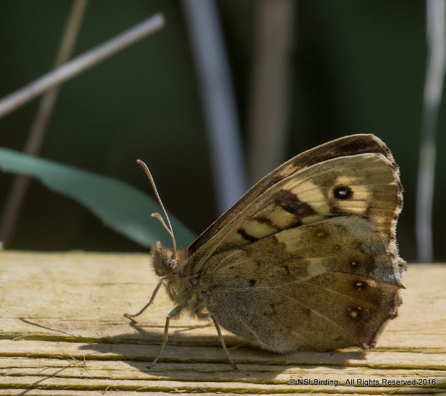 Butterfly Hunting | Hara Creative
