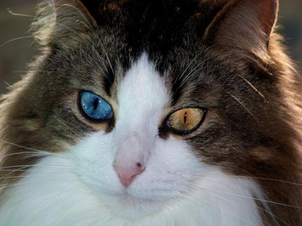 15 Amazing odd-eyed cats | Amazing Creatures