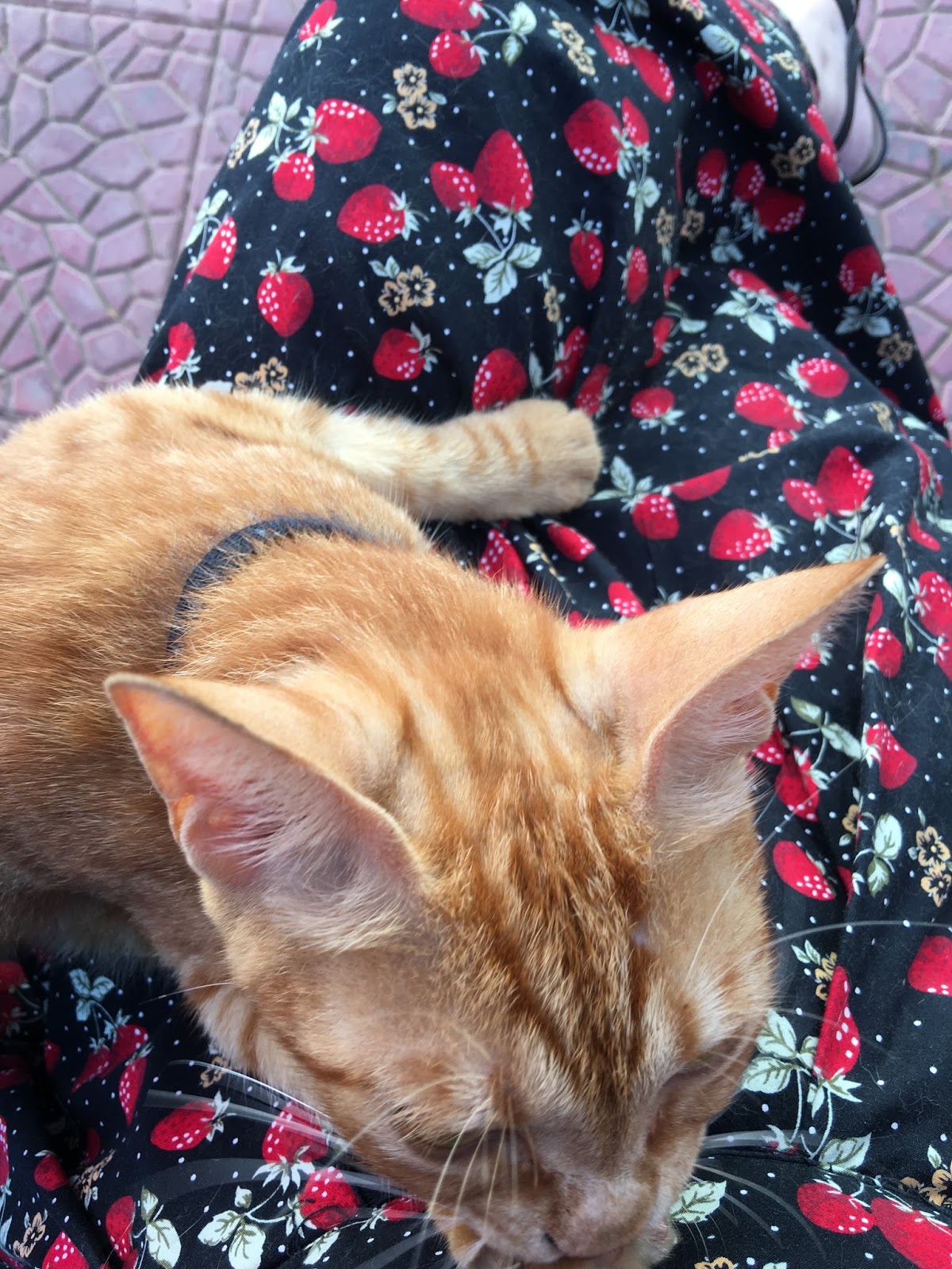 Ersatz Expat: Compound Cats Looking For Love