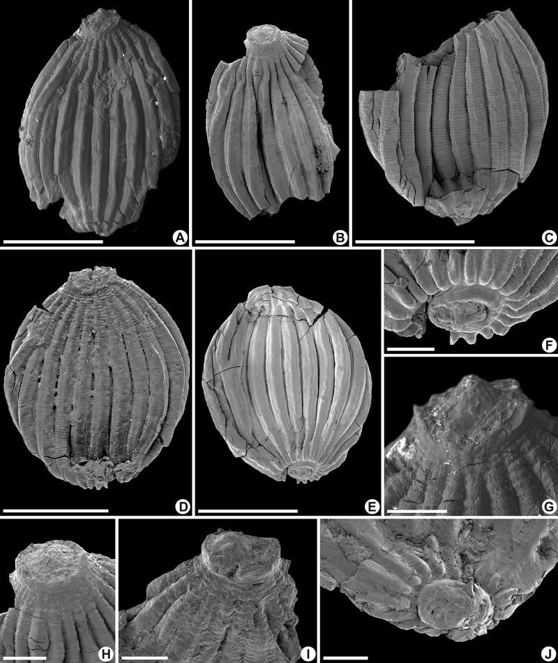 The Dragon's Tales: Insect Egg Fossils From Cretaceous Central Europe