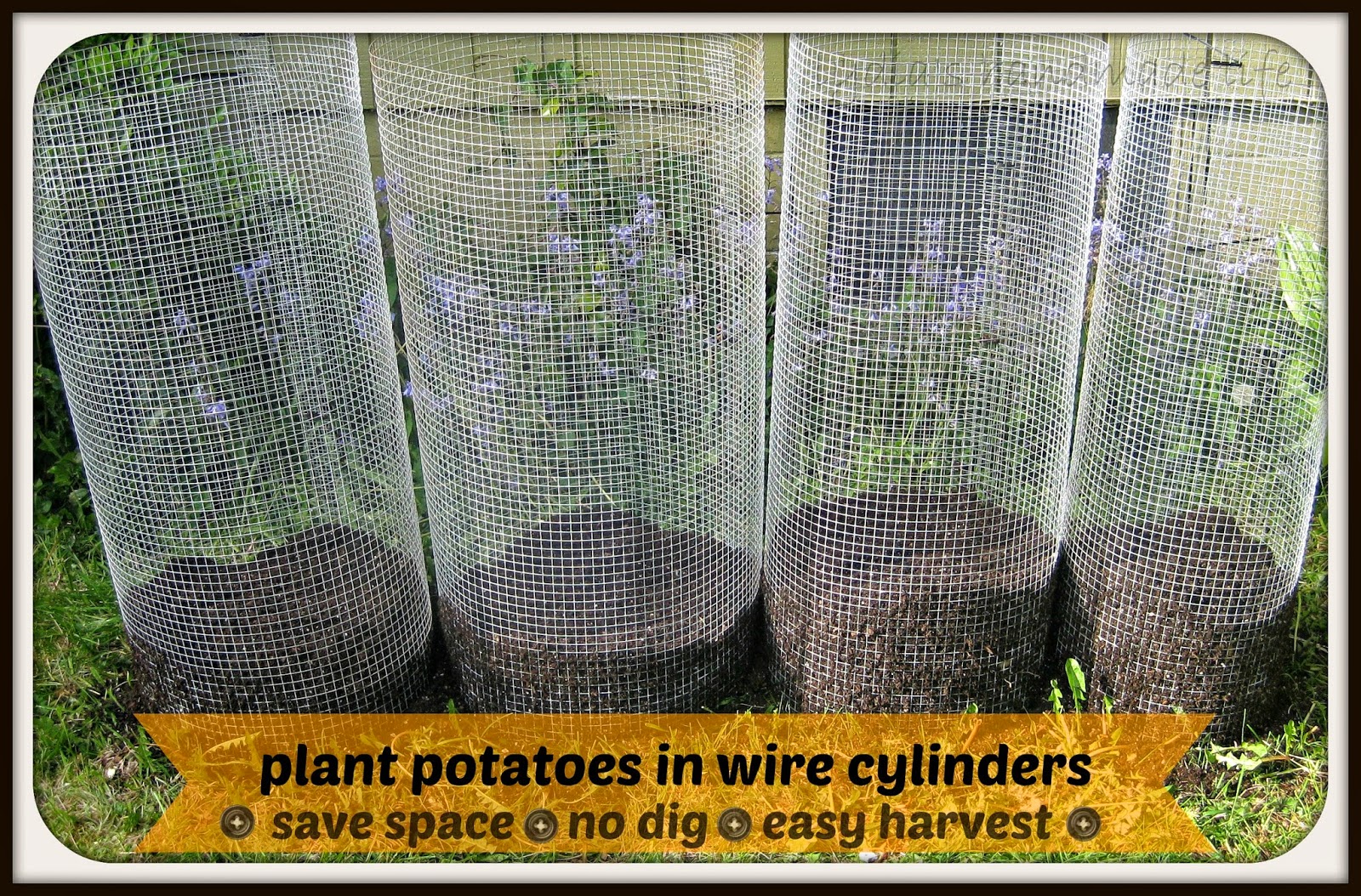 Planting Potatoes 2014