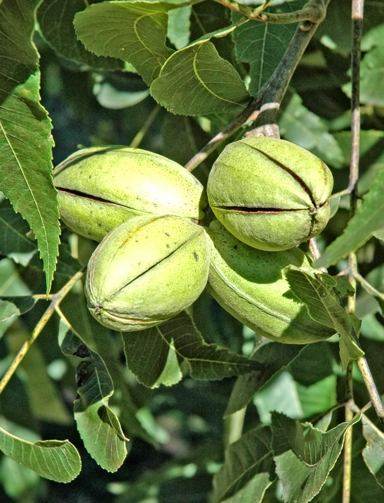 Northern Pecans: Pecan cultivars that matured by September 30