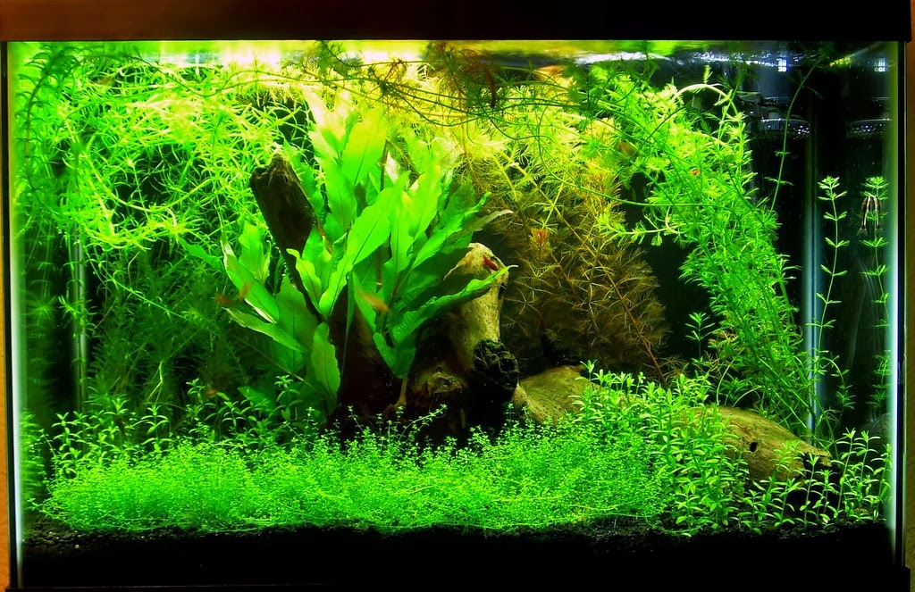 Manfaat Tanaman Air Bagi Akuarium - Akuarium Ikan Hias
