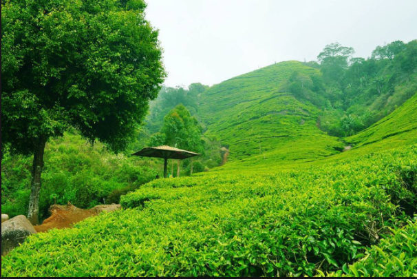 14 Objek Wisata Brebes Yang Wajib Kamu Kunjungi - Jalan Seru