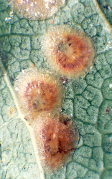 INSECTOS DE P.R. In Memoriam Dr Luis F Martorell y Dr Alain Liogier ,DR ...