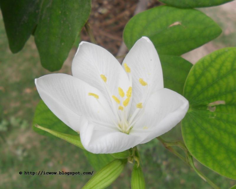 Shet Kanchon Ful(শ্বেত কাঞ্চন ফুল) - Bauhinia acuminata