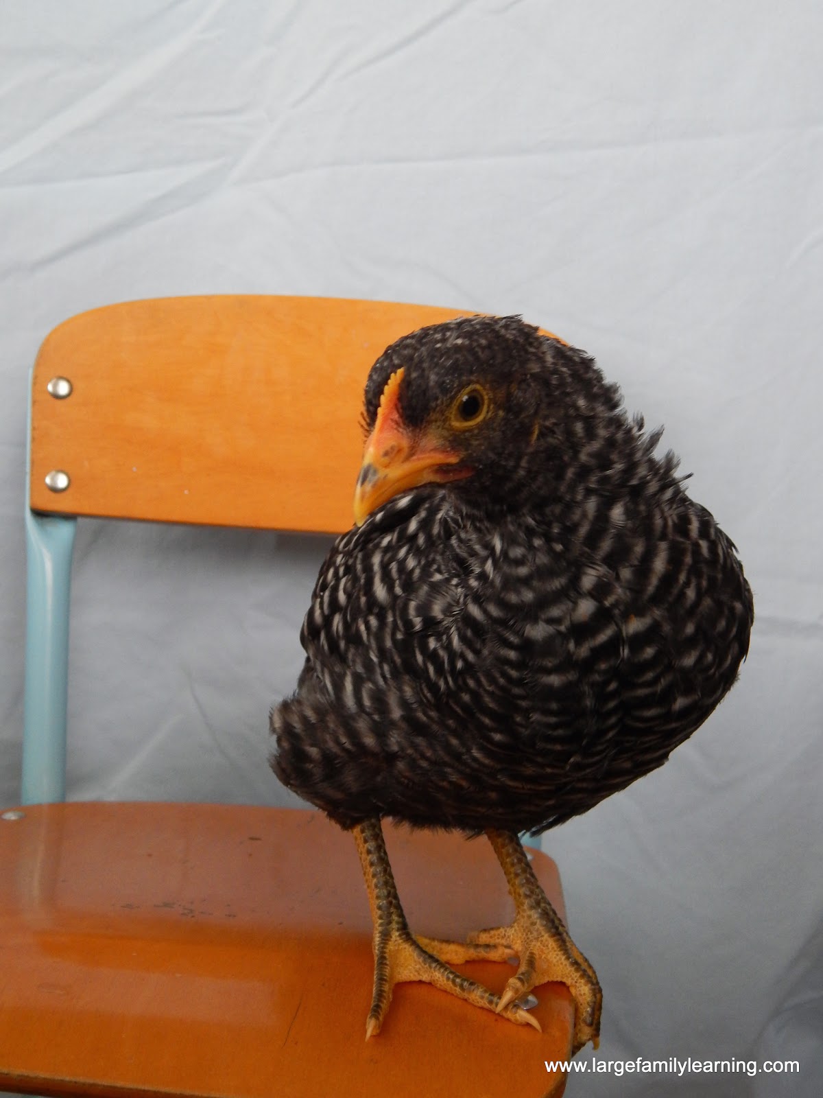 Large Family Learning : Raising Chickens: 6 Weeks Old