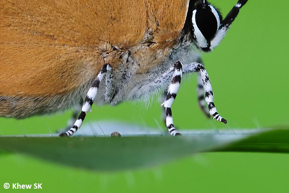 Butterflies of Singapore: The Butterfly Legs