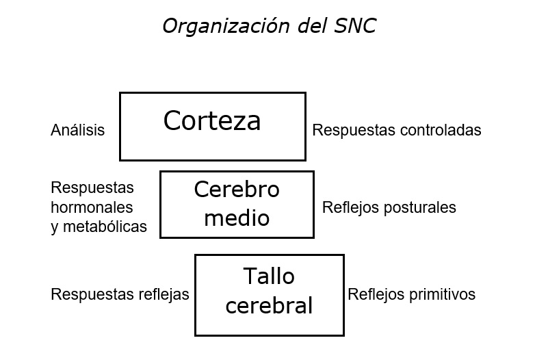 ¿Qué es percepción? | La organización del Sistema nervioso central (SNC)
