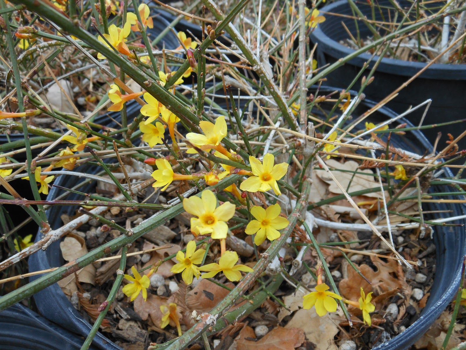 Winter Jasmine