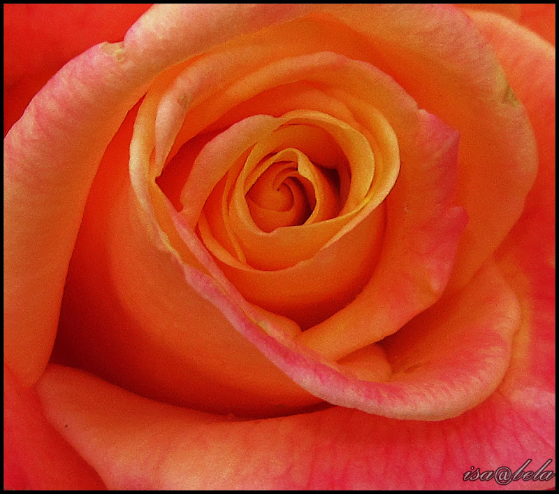 Rosa Com Laranja Da Que Cor - FDPLEARN