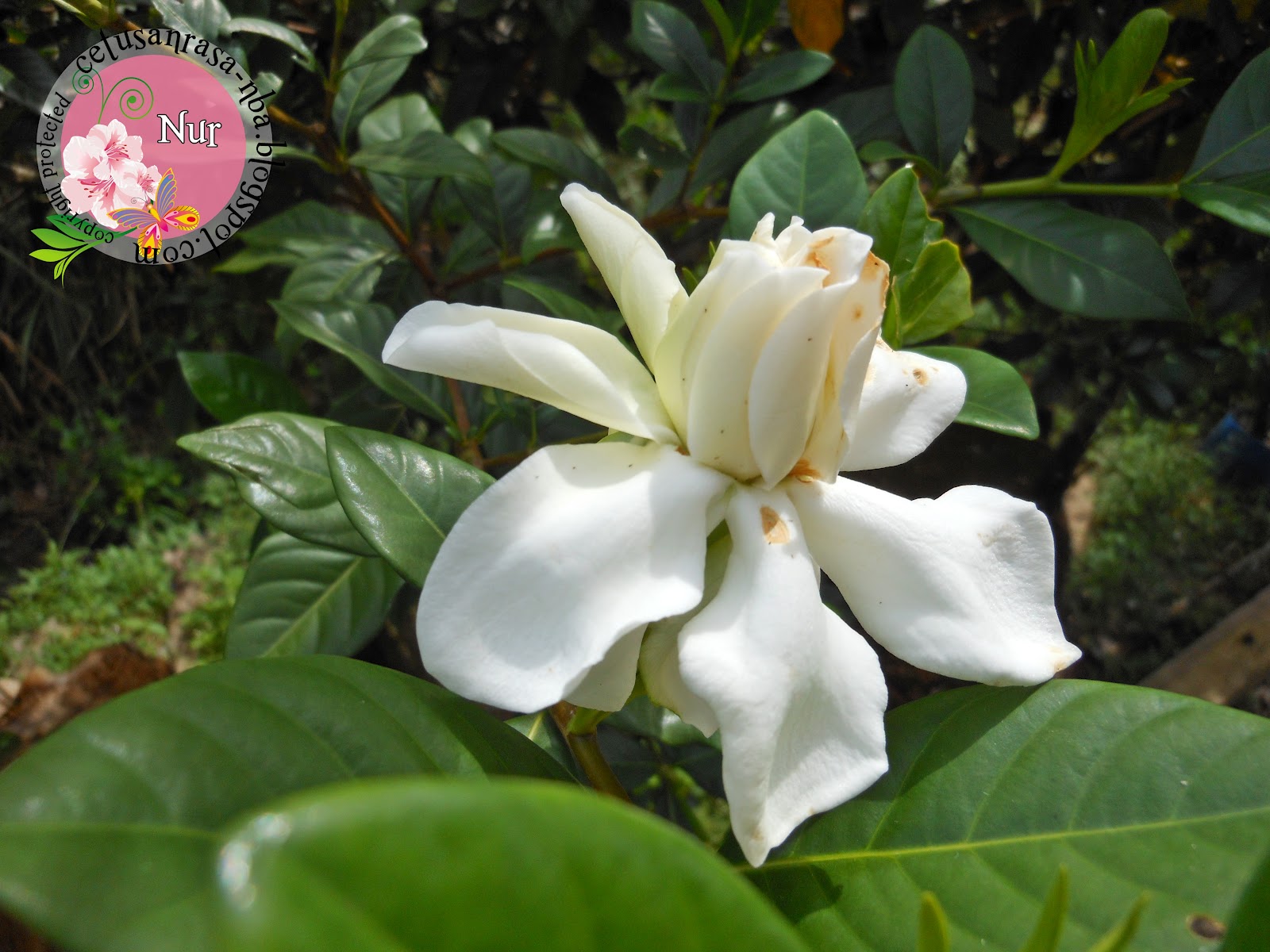 Cetusan Rasa: Bunga Cina atau Melur Cina