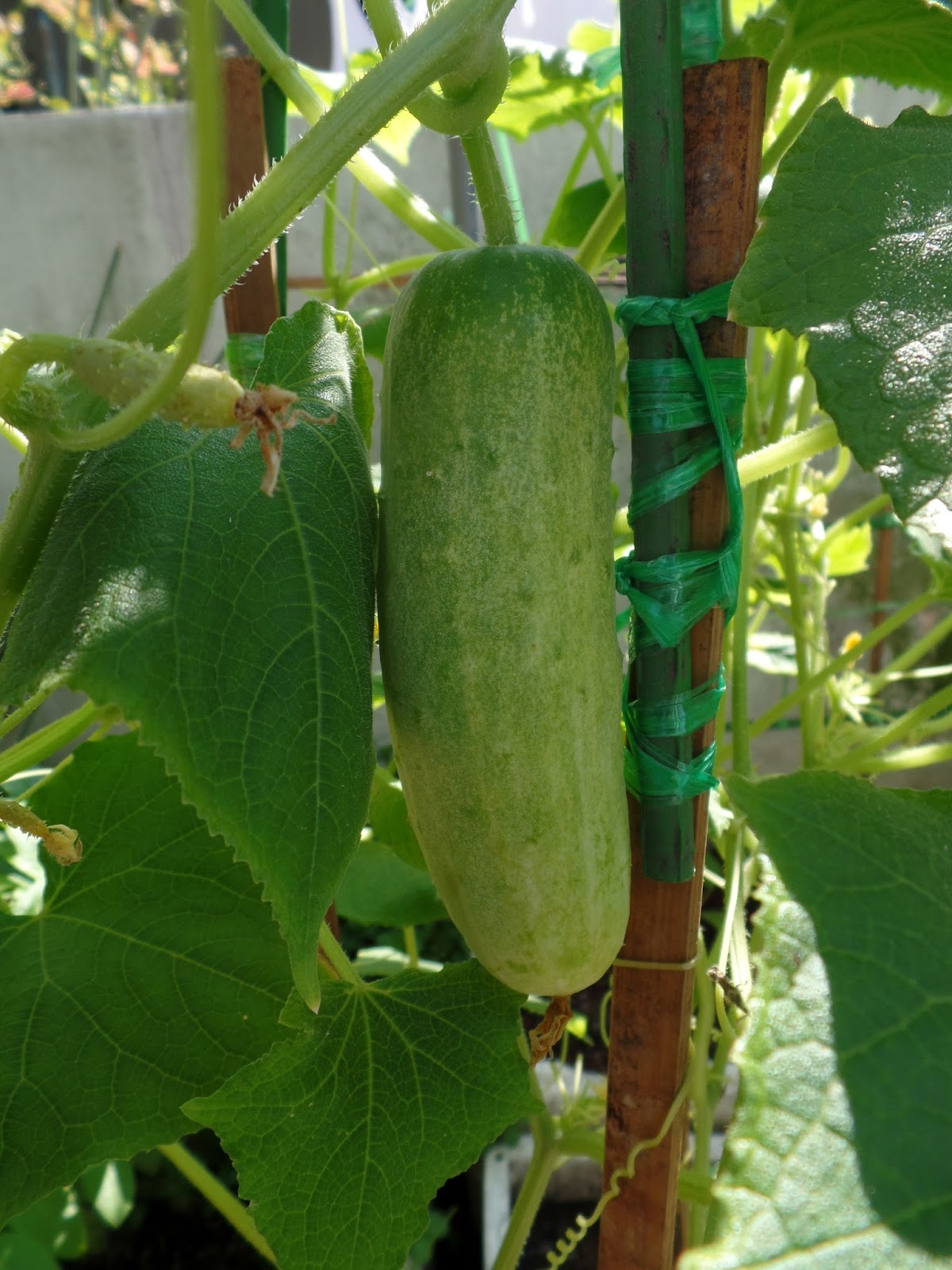 kitchen flavours: Cucumber, Onion and Mint Salad