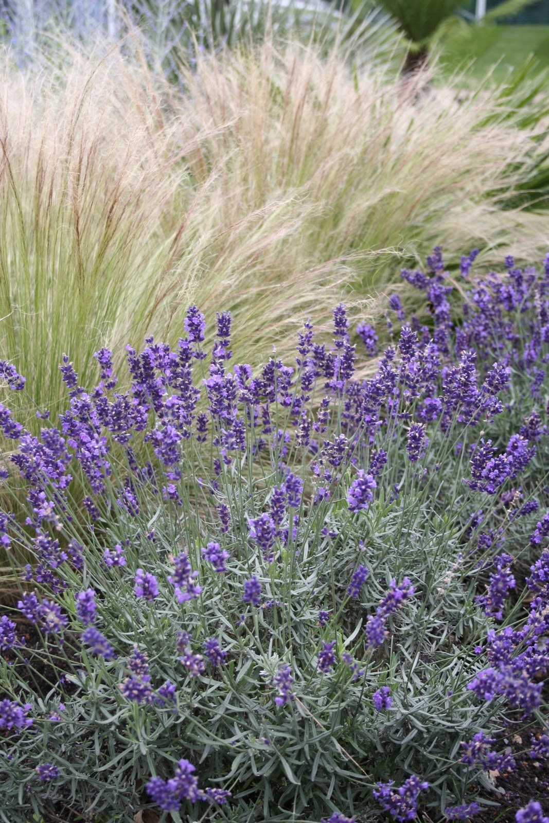 Garden Living: Sammenplanting med prydgress