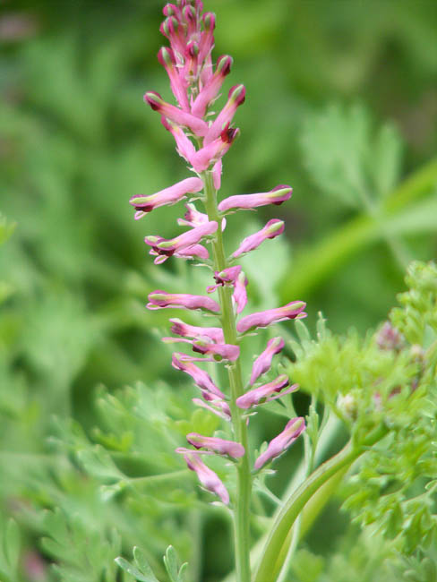 Loire Valley Nature: Common Fumitory - Fumaria officinalis