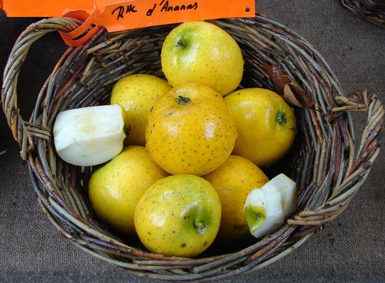 Inheems- en uitheems fruit: Ananas Reinette, een gezonde en lekkere ...