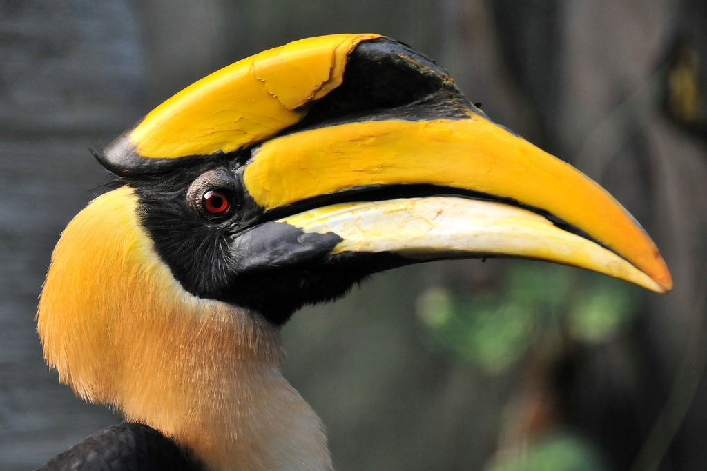 El ojo del buitre: Aves - Cálao (Buceros bicornis)