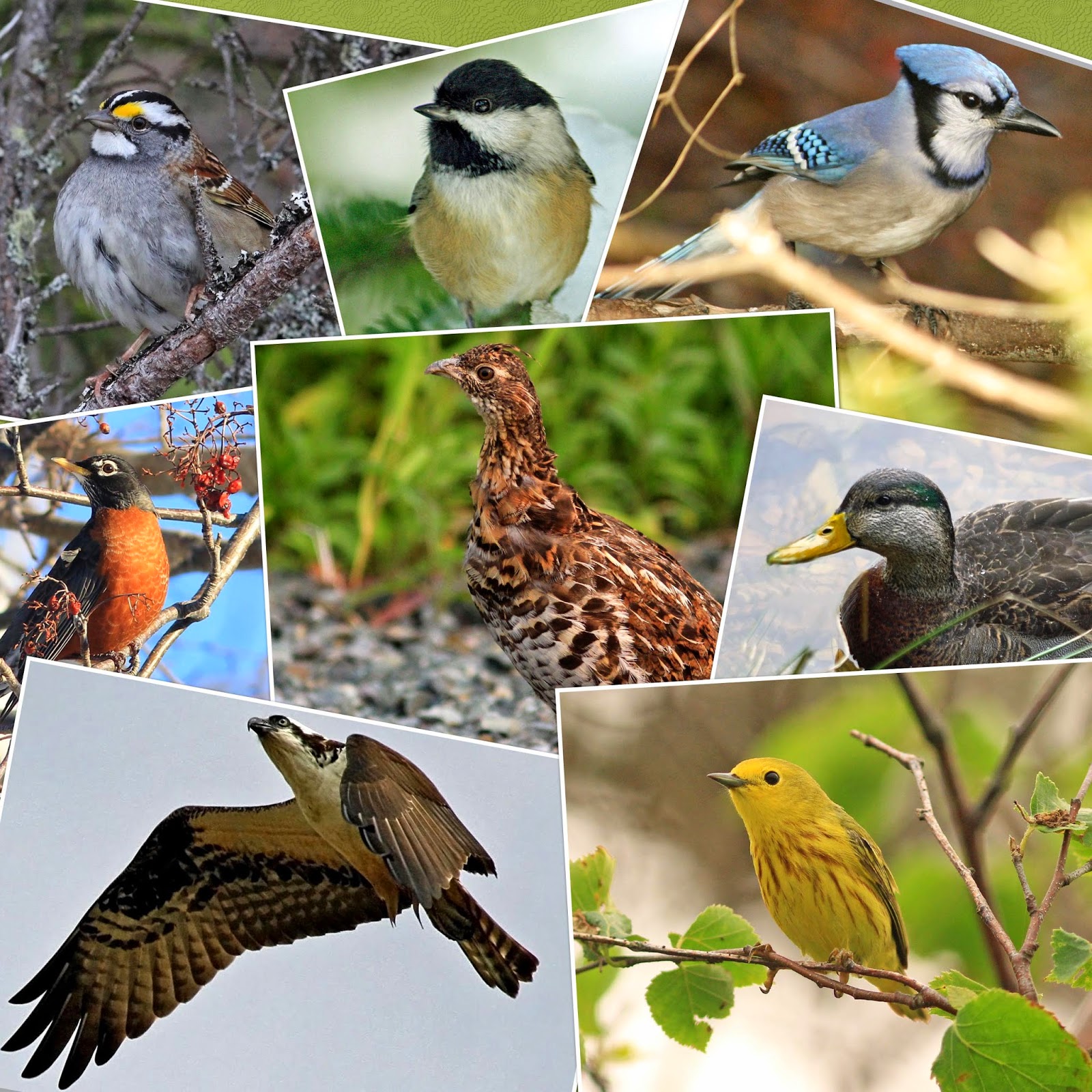 Birding with Lisa de Leon: Birding Long Pond, St. John's, NL