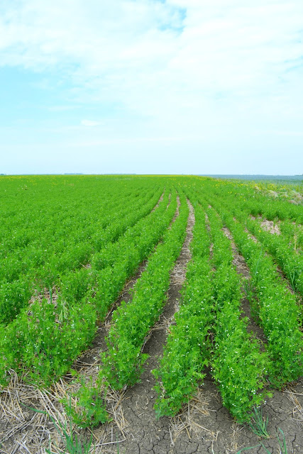 Where do our lentils come from?