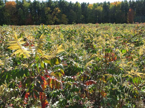 Tom's Blog: Sumac eradication