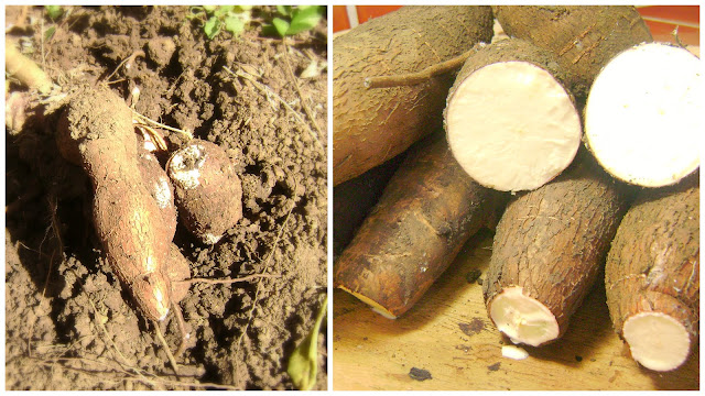 Yuca Fritters, AREPITAS de YUCA | Mari's Cakes (English)