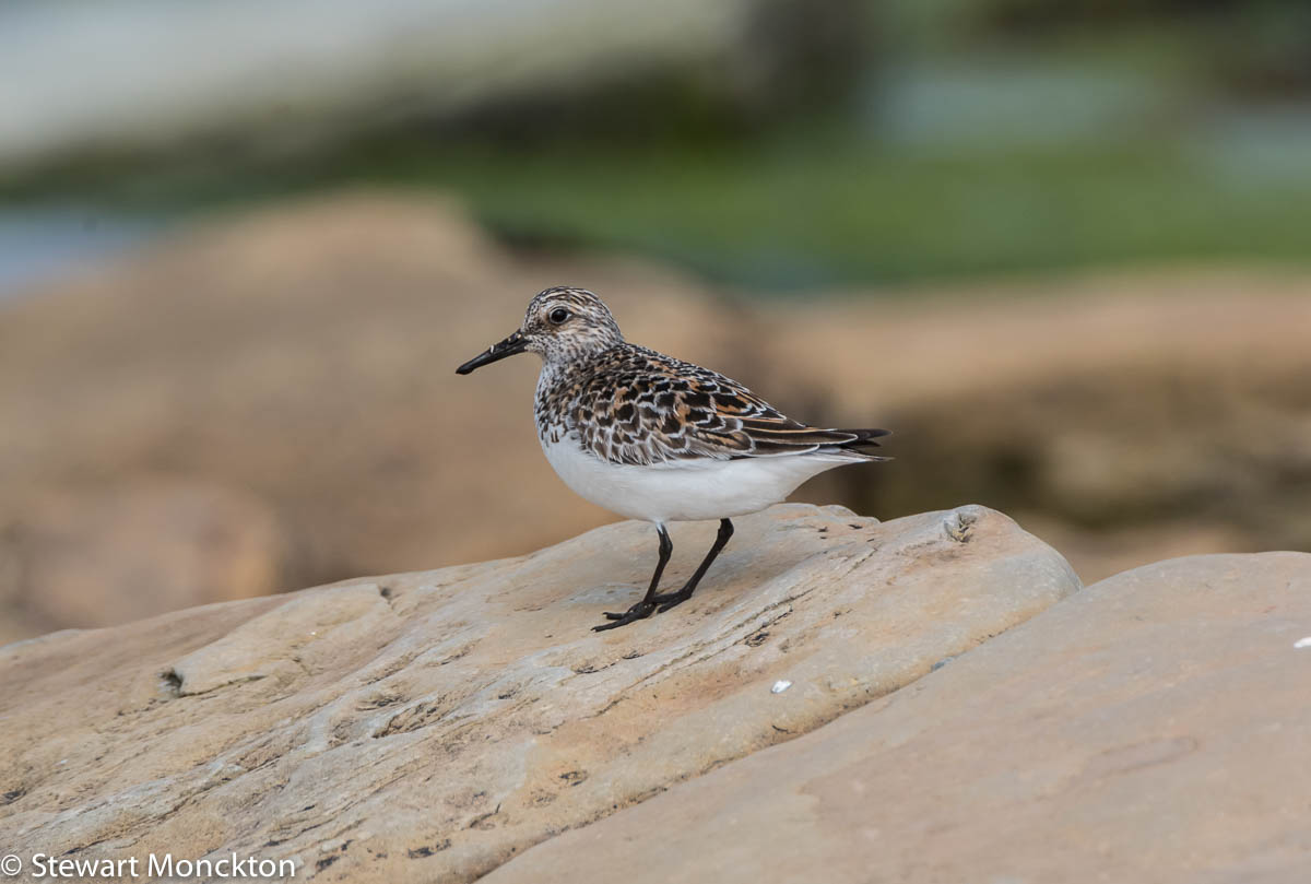 Paying Ready Attention - Photo Gallery: Wild Bird Wednesday 212 ...