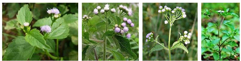 Manfaat Tumbuhan Bandotan