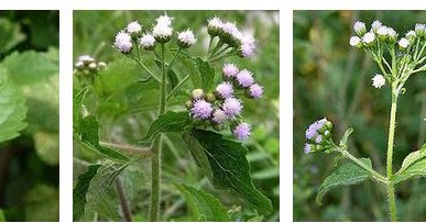 Manfaat Tumbuhan Bandotan