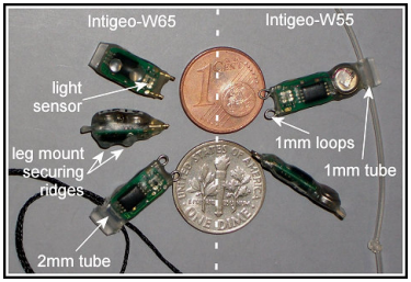 Action for Swifts: New light-weight geolocator for Swifts from Migrate ...