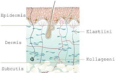 Tavoitteena terve iho: Terveen ihon rakenne