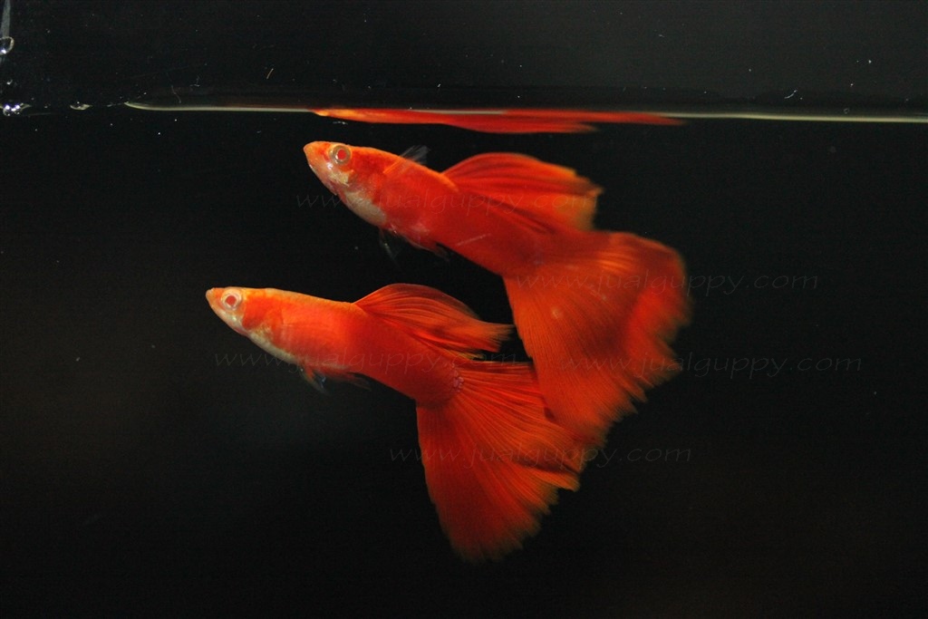 Guppy Albino Full Red | All About Guppy in The World