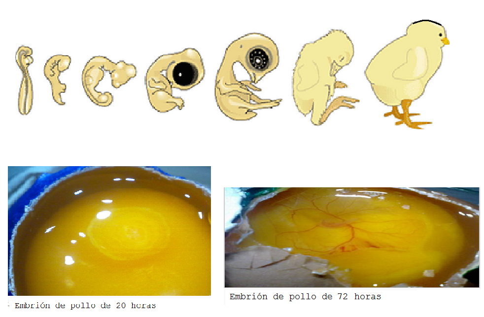 BIOLOGÍA nivel enseñanza media : CRECIMIENTO