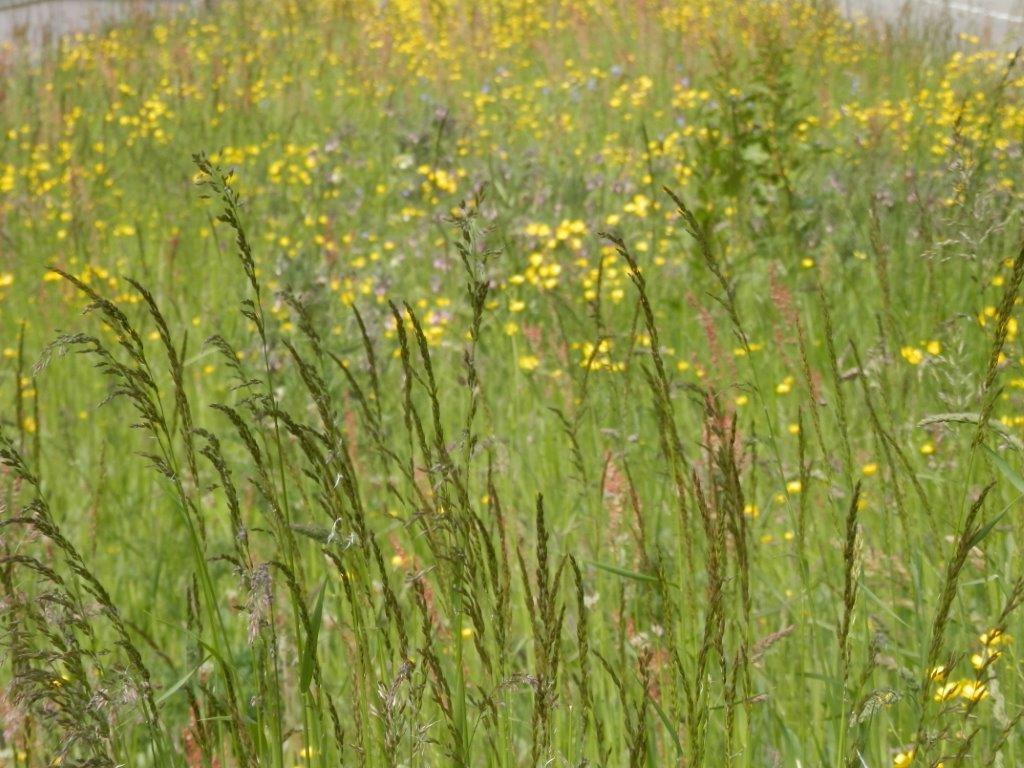 natuurrondleiding door een IVN-Natuurgids: Kropaar, Reukgras, Rood ...