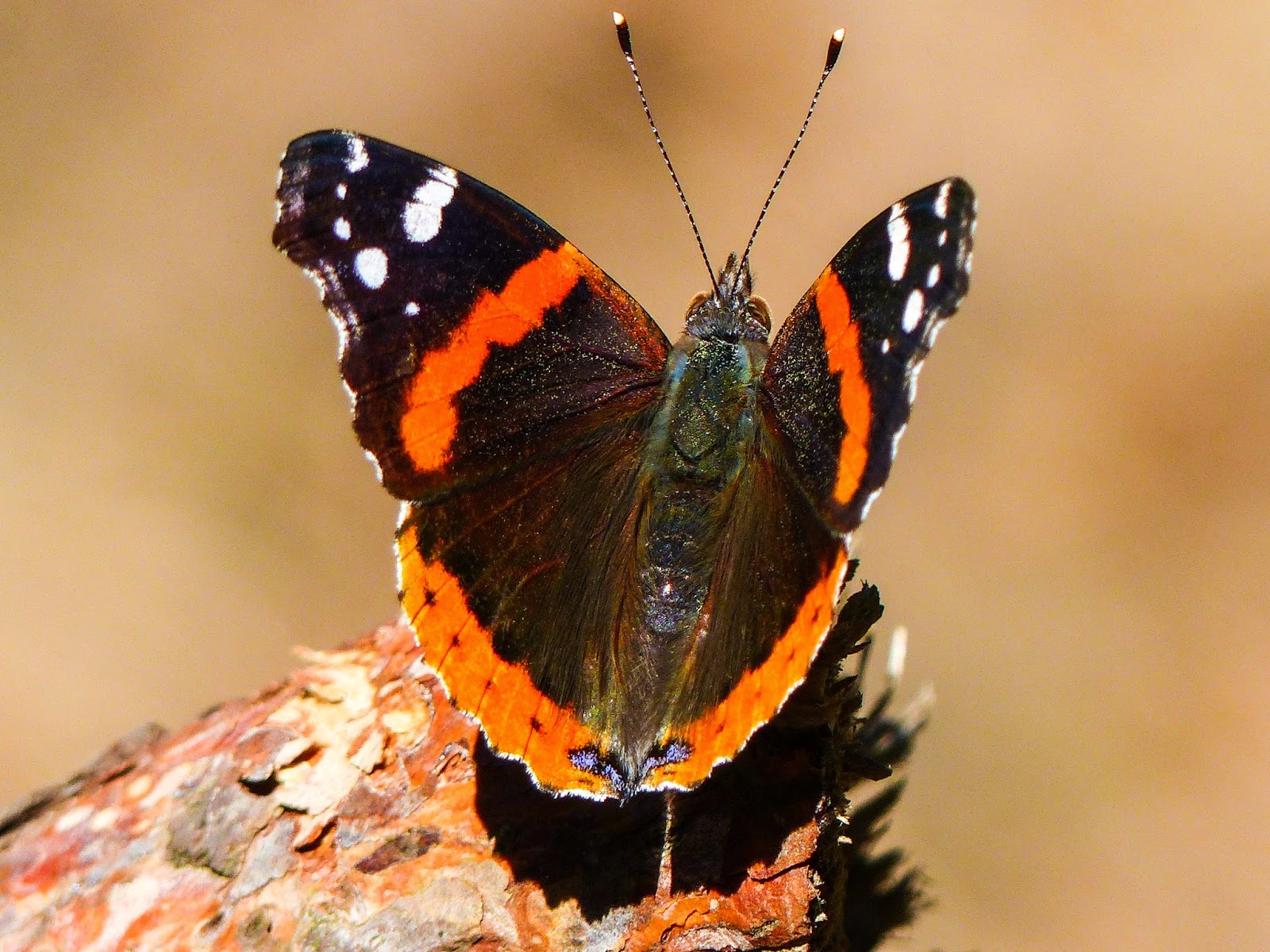 Gale's Photo and Birding Blog: Migrating Red Admirals
