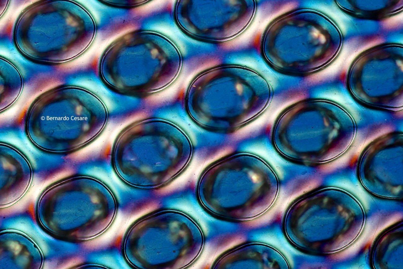 Microscope World Blog: Earth's Beauty under the Microscope