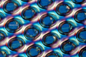 Microscope World Blog: Earth's Beauty under the Microscope