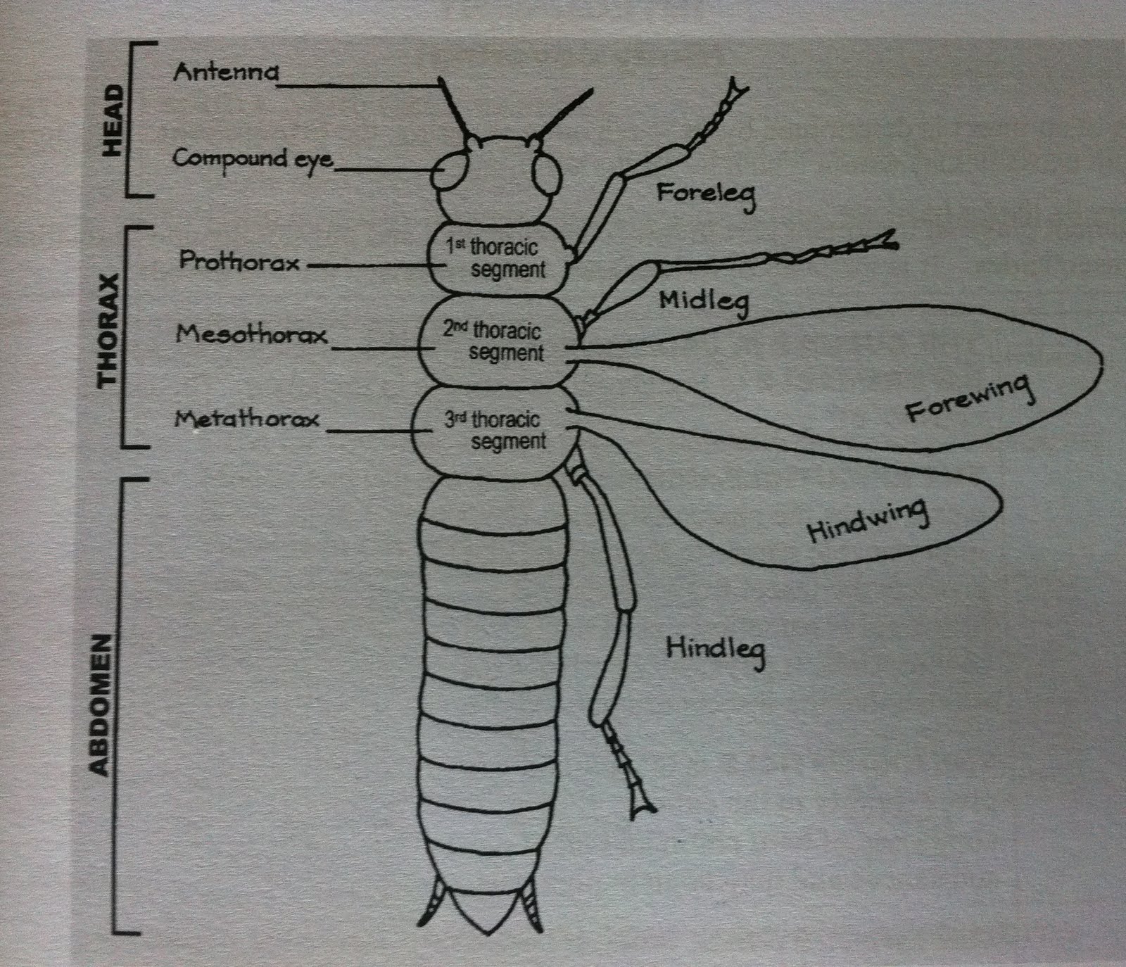 em's horticultural diary: treating pests and diseases - wk 8